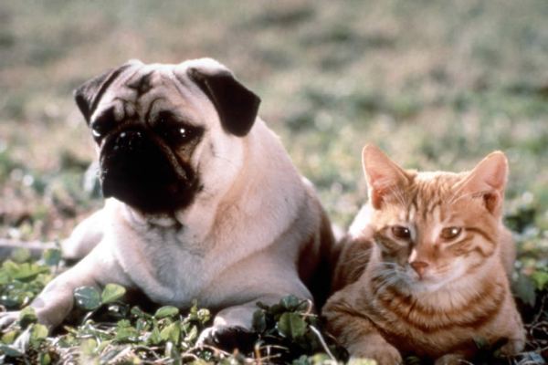 The Adventures of Milo & Otis | Top 10 Dog Movies | TIME.com
