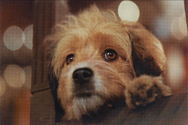 Benji | Photos: From Rin Tin Tin to Snowy in Tintin—Hollywood's Most ...