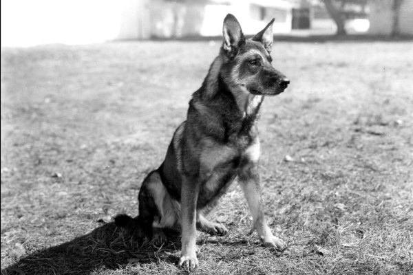 Rin Tin Tin | Photos: From Rin Tin Tin to Snowy in Tintin—Hollywood's ...